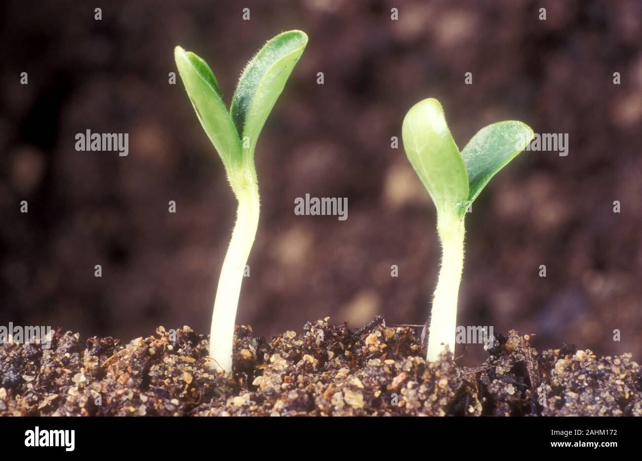 PUMPKIN SEEDLINGS (CUCURBITA MAXIMA) `SWEET DUMPLING', EMERGING Stock ...