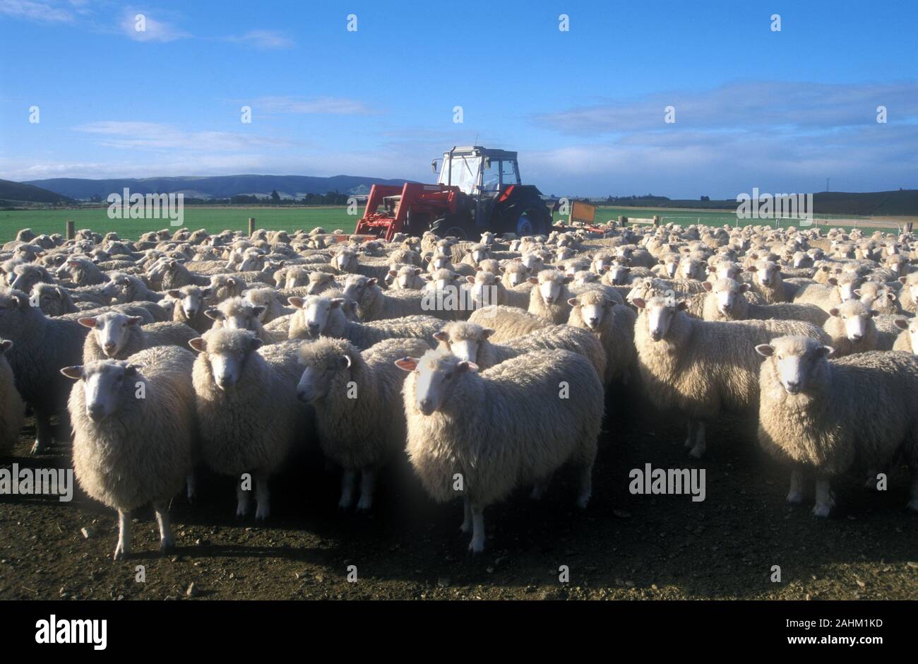 A HERD OF UNSHORN SHEEP STANDING IN FRONT OF A TRACTOR ON A PROPERTY IN ...