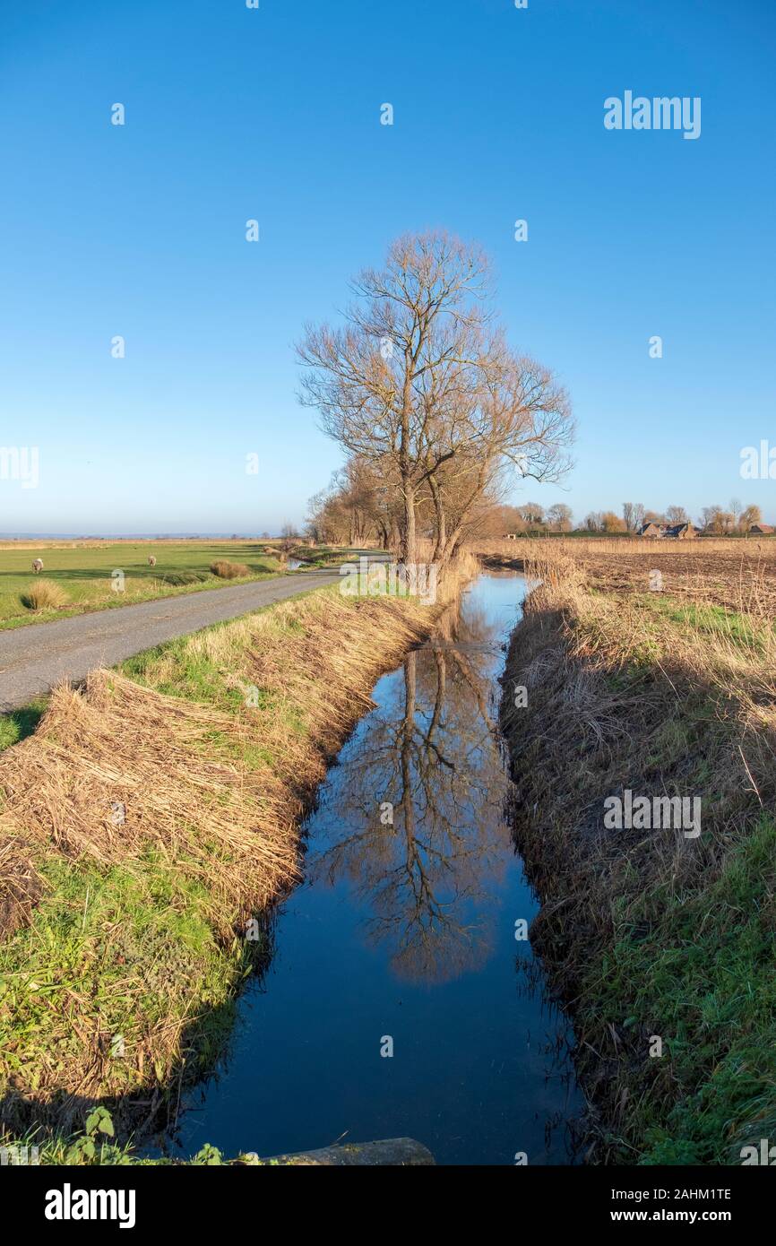 Drainage ditch on Romney Marsh, reflecting the bare winter trees, Kent ...