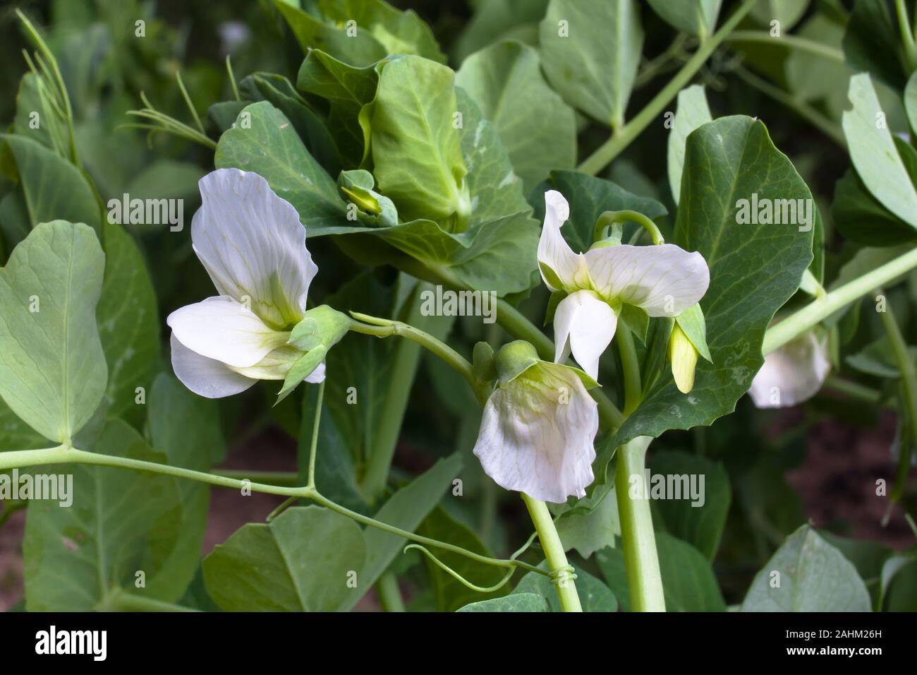 Pisum sativum garden pea flower hi-res stock photography and images - Alamy