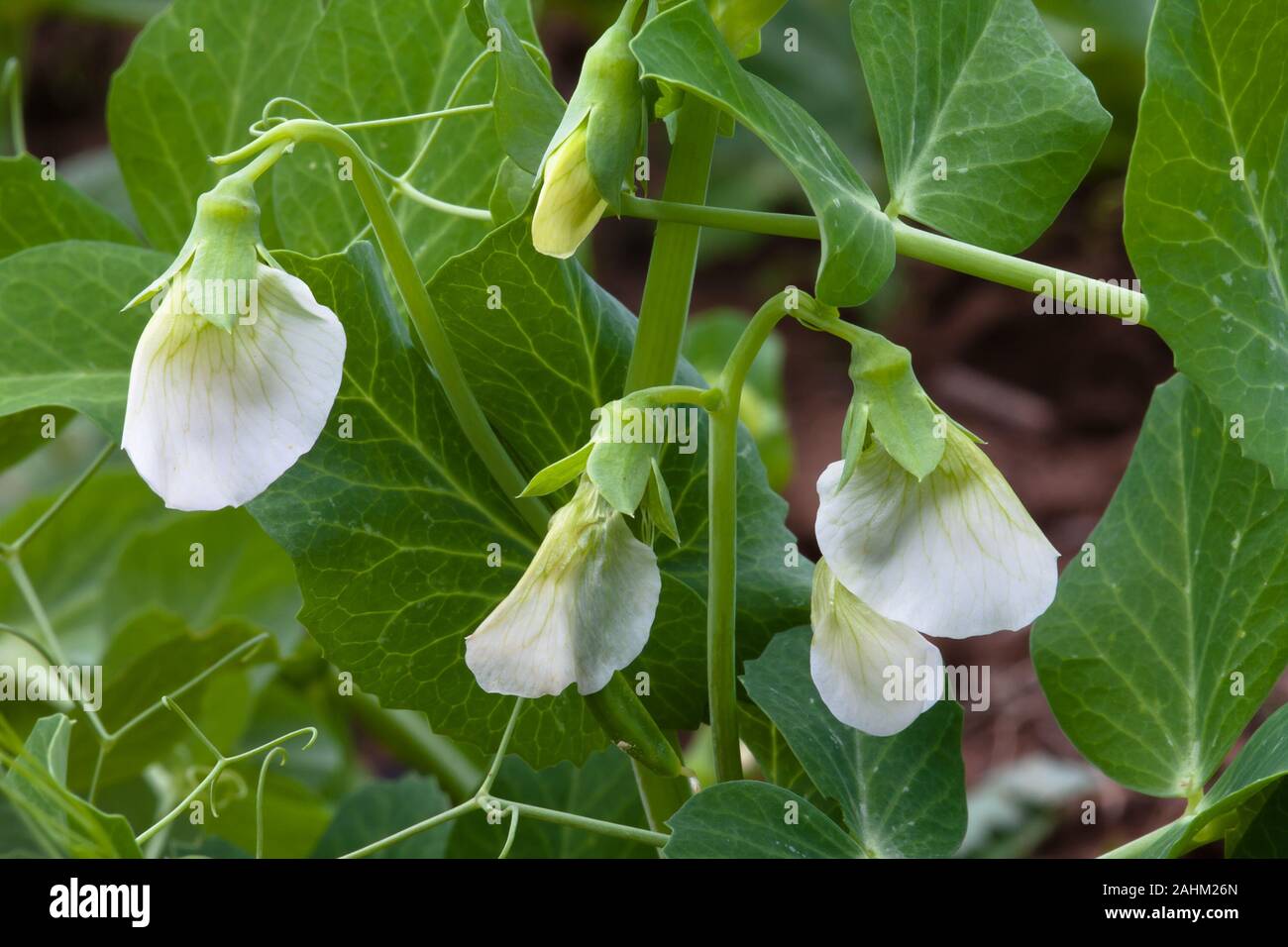 Pisum sativum hi-res stock photography and images - Alamy