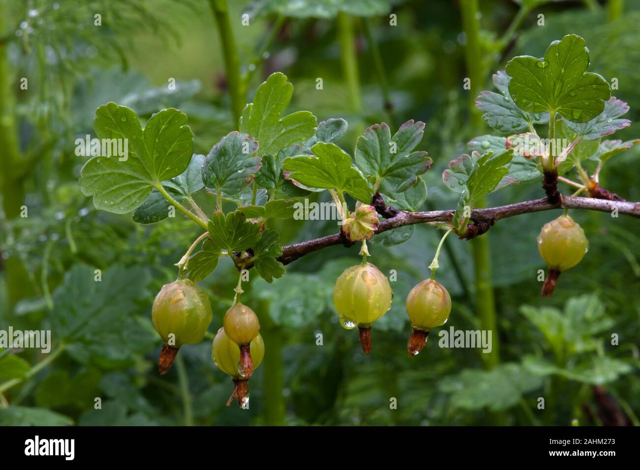 branch of red gooseberries in the garden Stock Photo - Alamy