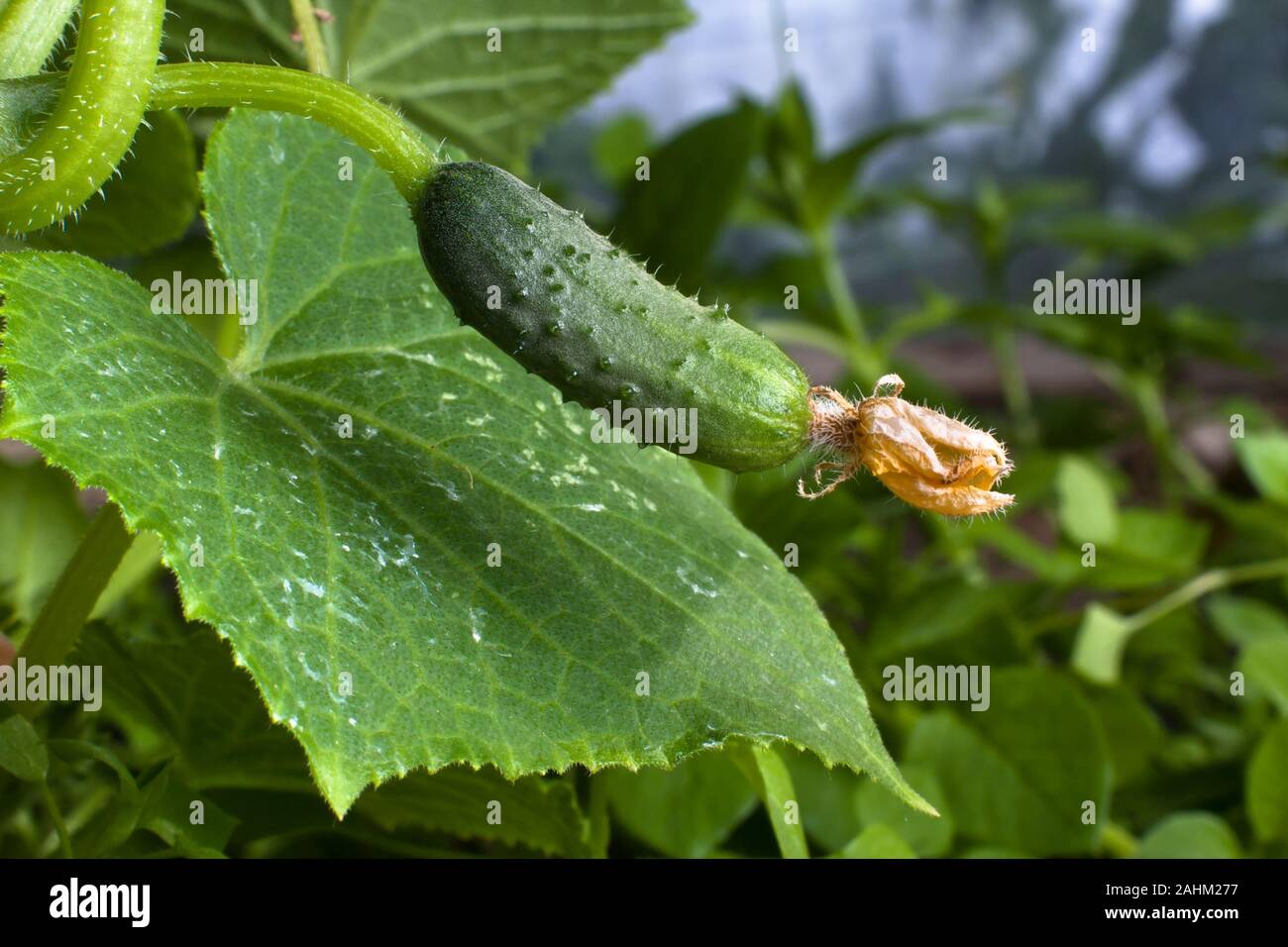 Cucumber fruit growing hi-res stock photography and images - Alamy