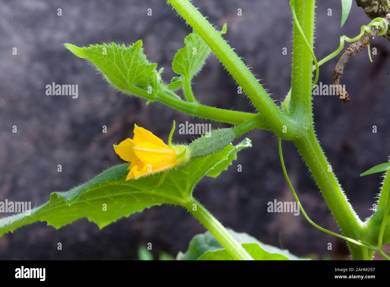 Small cucumber in greenhouse hi-res stock photography and images - Alamy