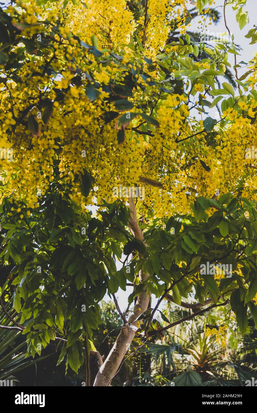 Golden shower tree or cassia fistula plant in full bloom with the characeristics yellow flowers ...