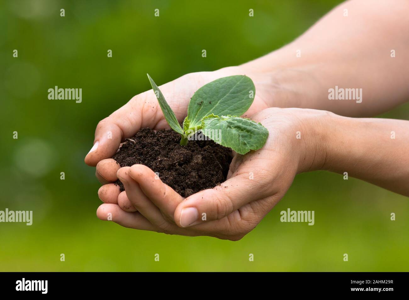 Hands holding plant seedling hi-res stock photography and images - Alamy