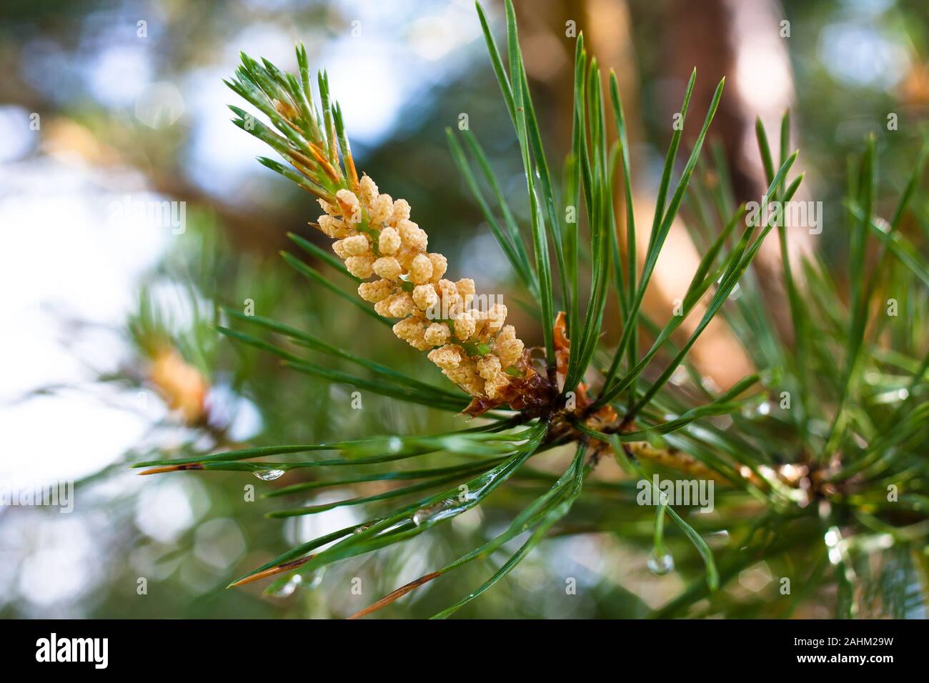 strobile on the pine (Pinus sylvestris Stock Photo - Alamy