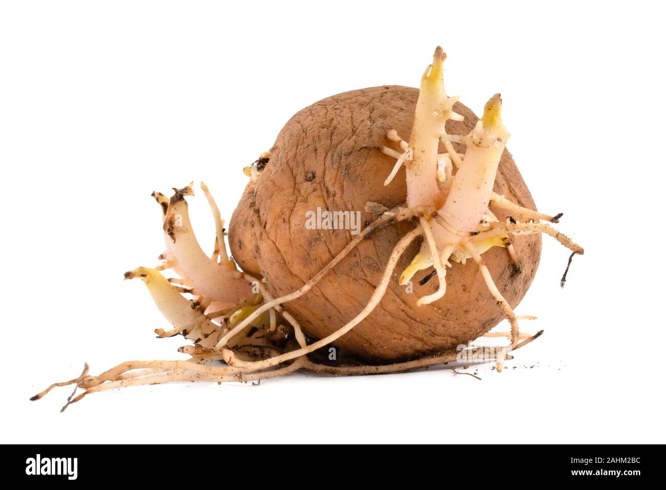 Potato sprout hi-res stock photography and images - Alamy