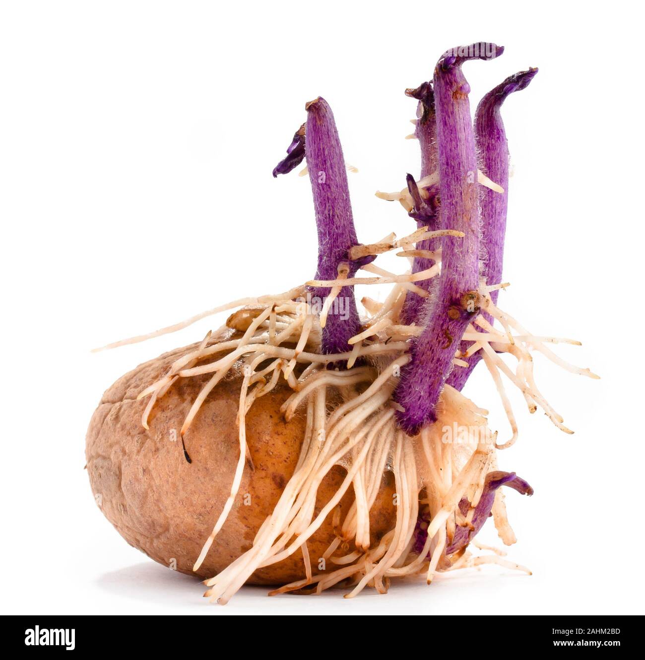 potato tuber with lilac sprouts and roots on white background Stock ...