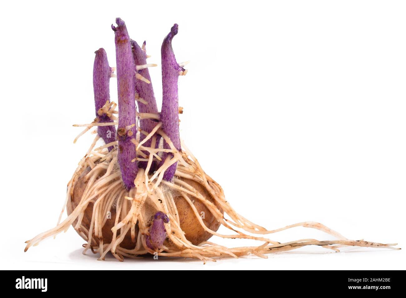 Potato roots hi-res stock photography and images - Alamy