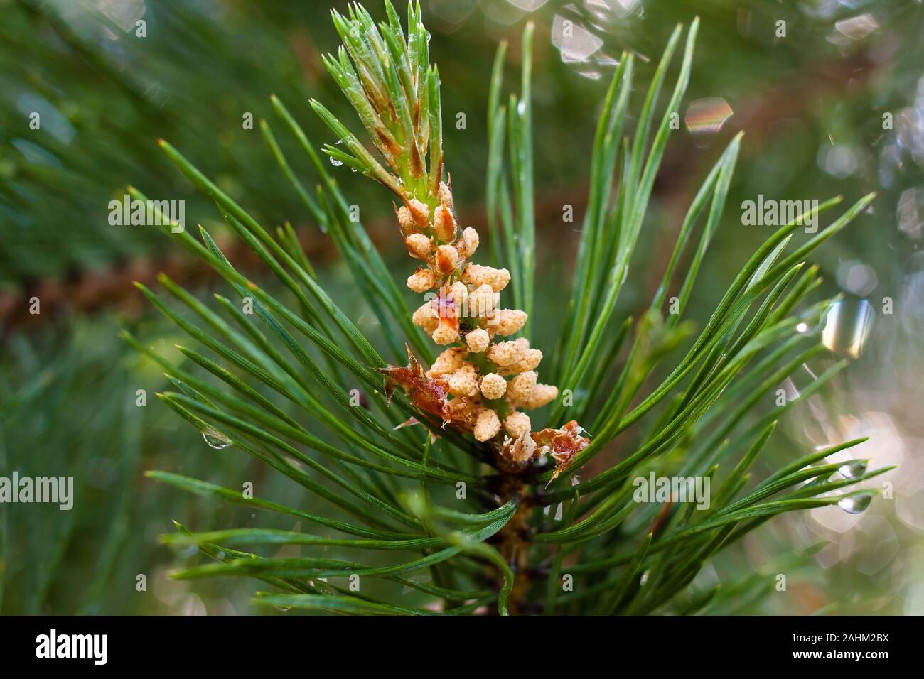 strobile on the pine (Pinus sylvestris Stock Photo - Alamy