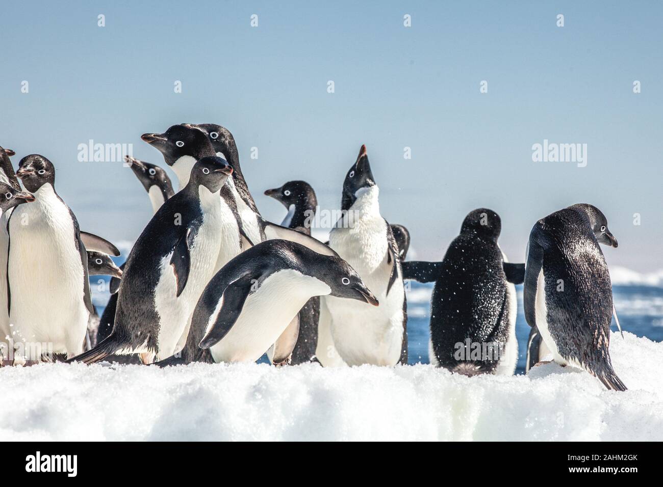 Adele Penguin in Antarctica Stock Photo - Alamy