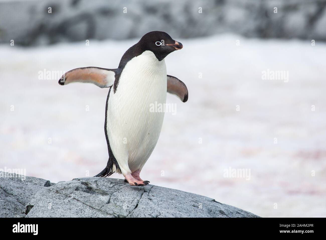 Adele Penguin in Antarctica Stock Photo - Alamy