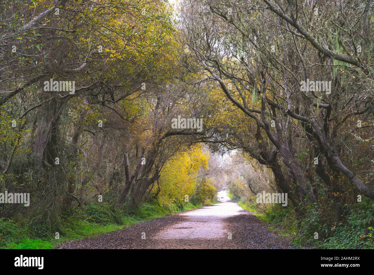 Autumn landscape. Empty road leading to distant through tree woods ...