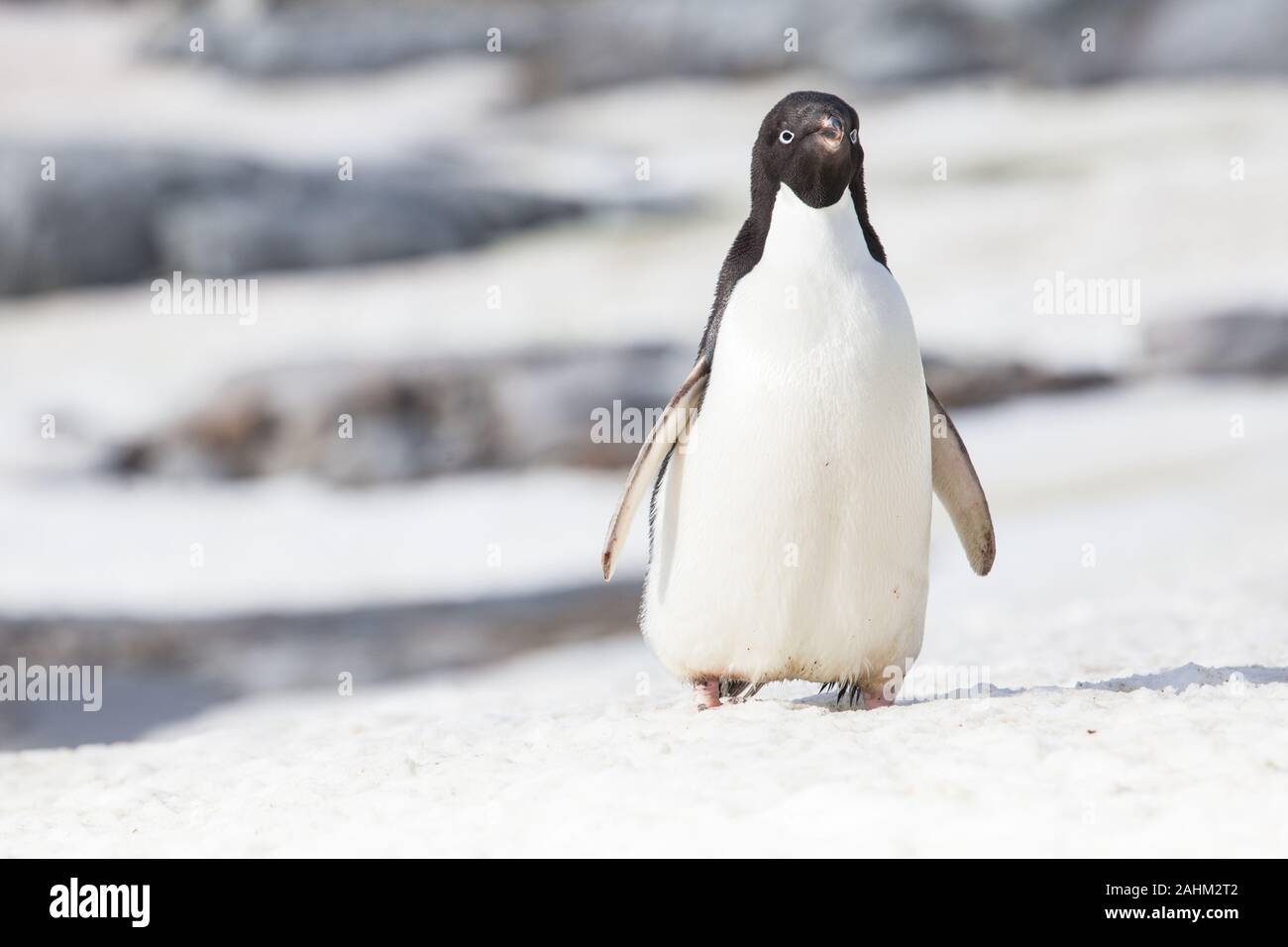 Adele Penguin in Antarctica Stock Photo - Alamy