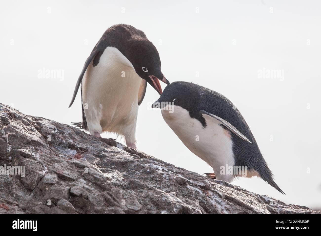 Adele Penguin in Antarctica Stock Photo - Alamy