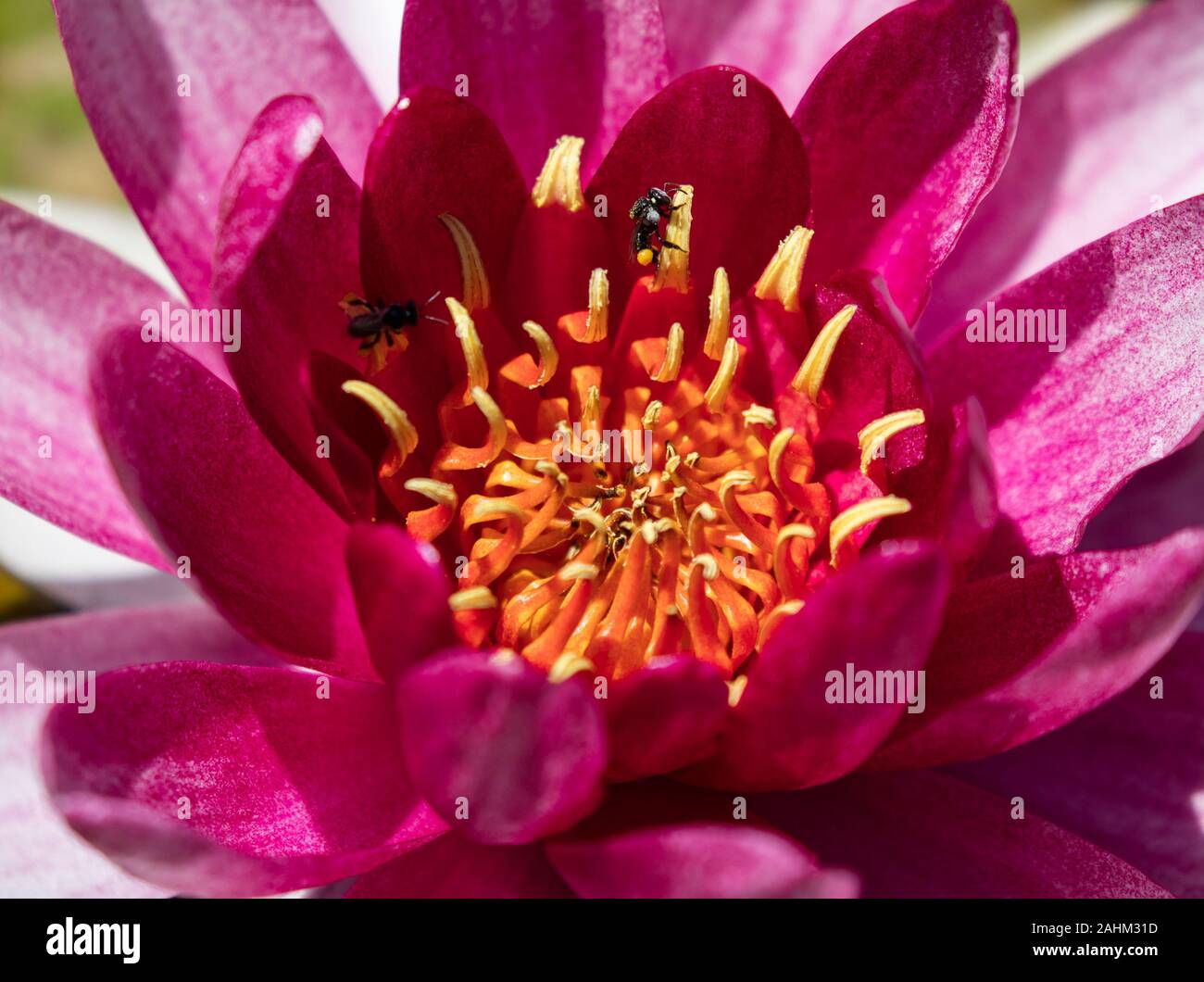Australian bee stingless hi-res stock photography and images - Alamy