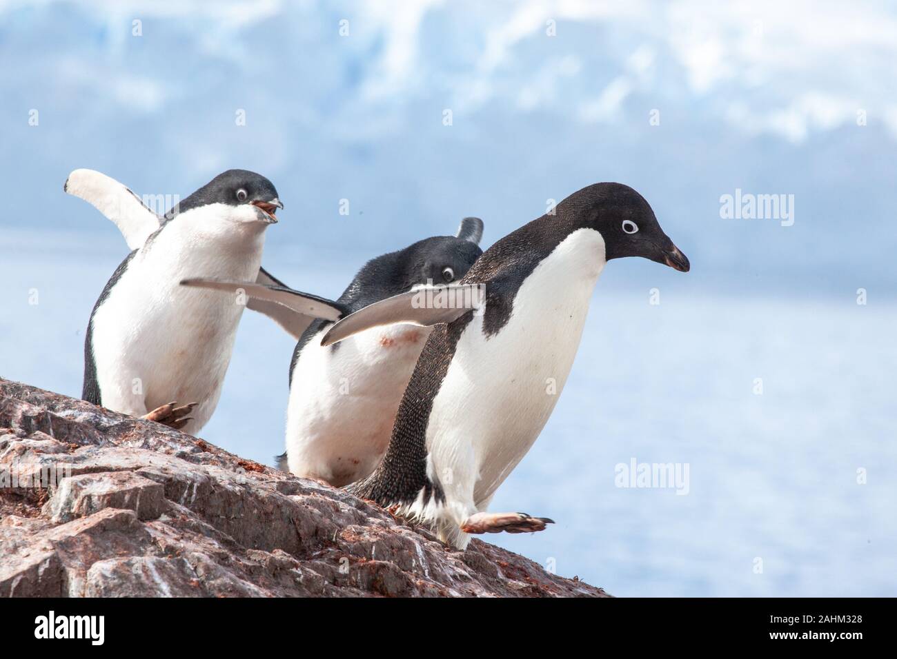 Adele Penguin in Antarctica Stock Photo - Alamy