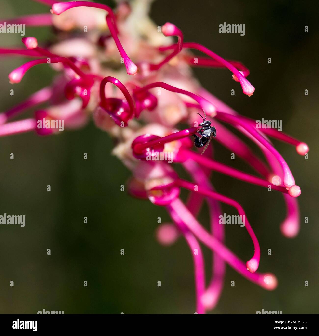 Australian bee stingless hi-res stock photography and images - Alamy