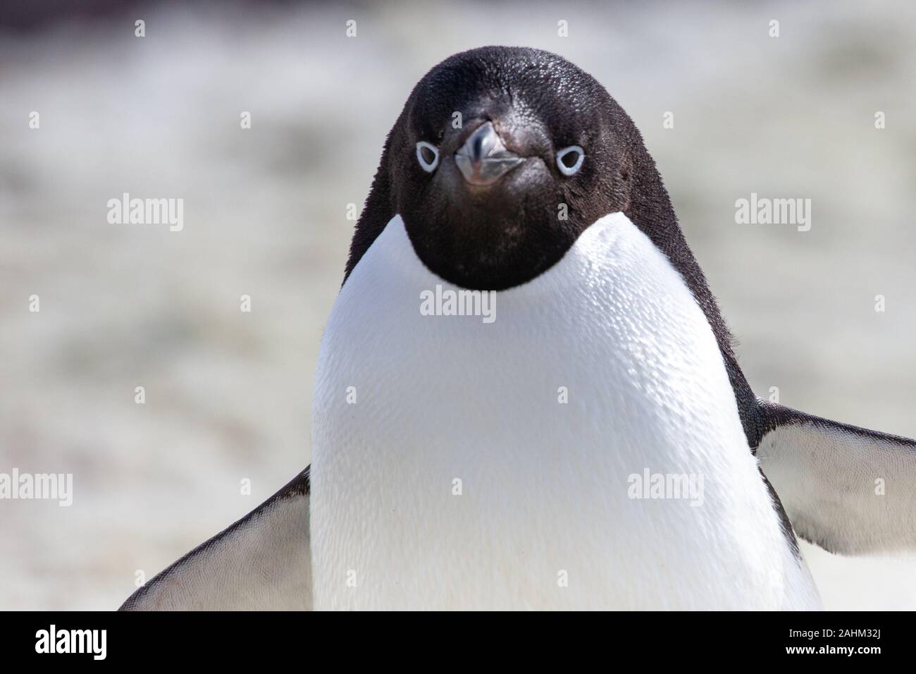 Adele Penguin in Antarctica Stock Photo - Alamy