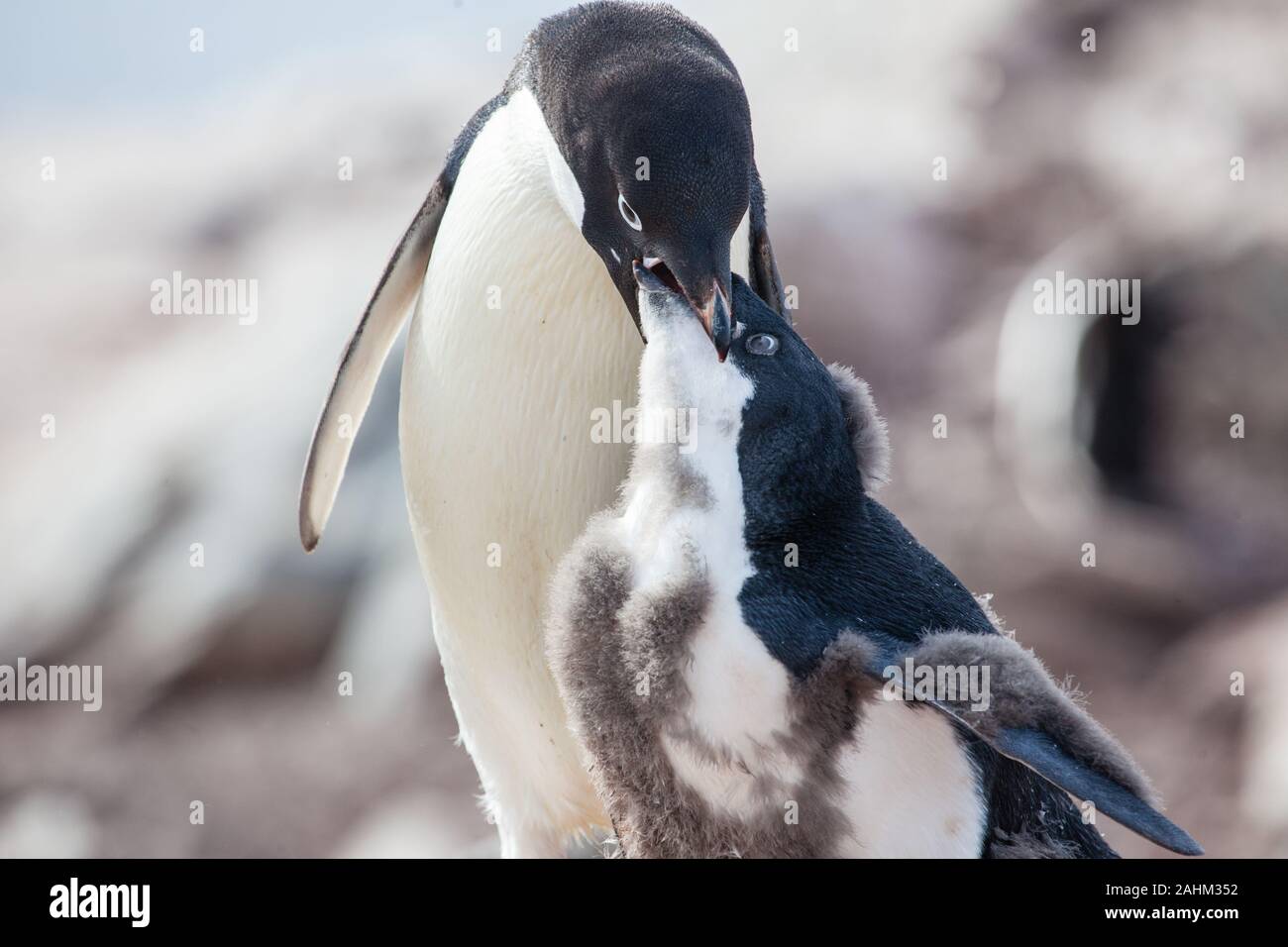 Adele penguin chick hi-res stock photography and images - Alamy