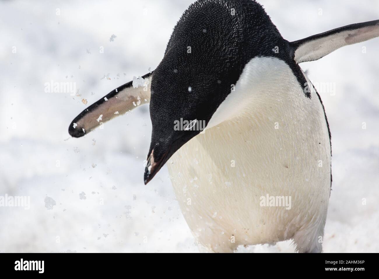 Adele Penguin in Antarctica Stock Photo - Alamy