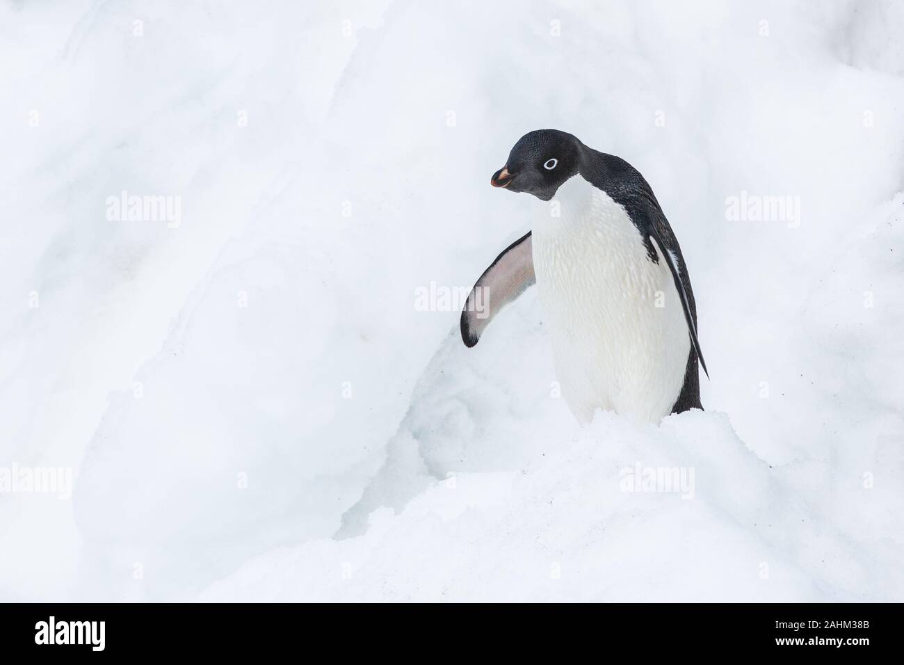 Adele Penguin in Antarctica Stock Photo - Alamy