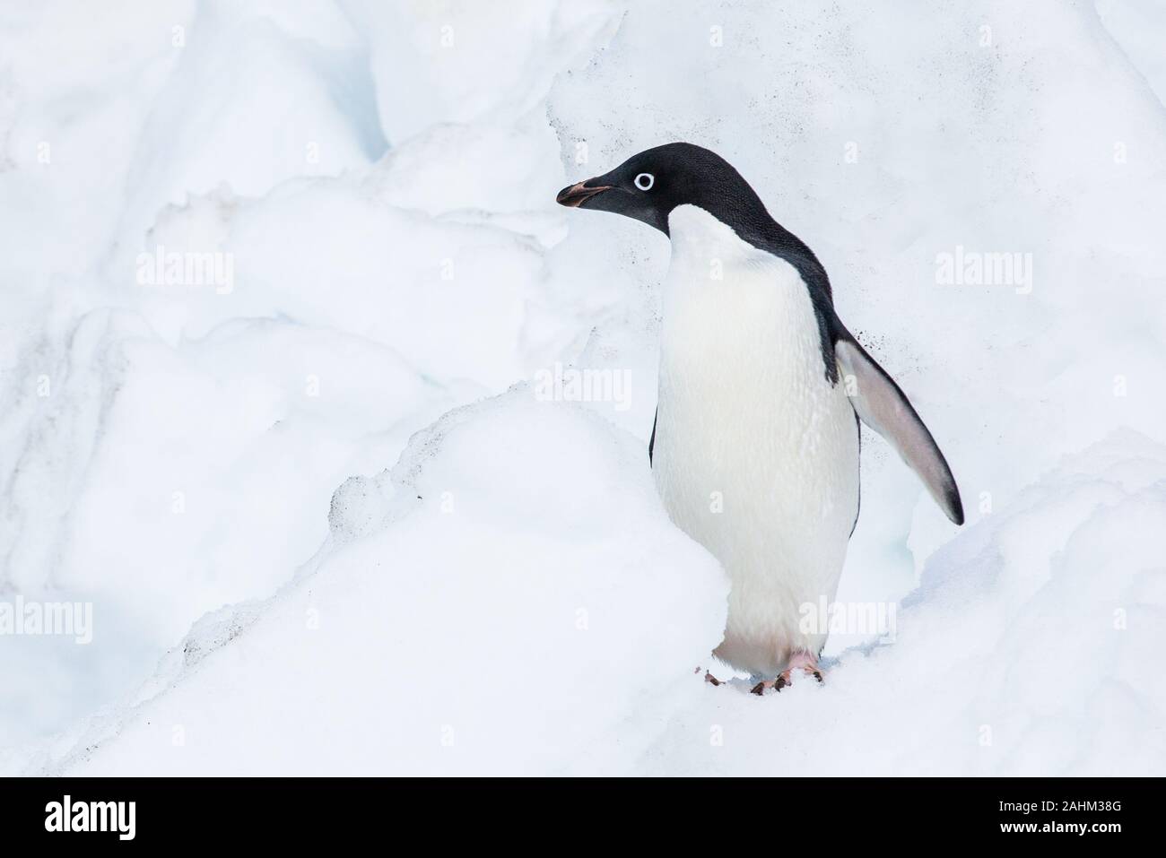 Adele Penguin in Antarctica Stock Photo - Alamy