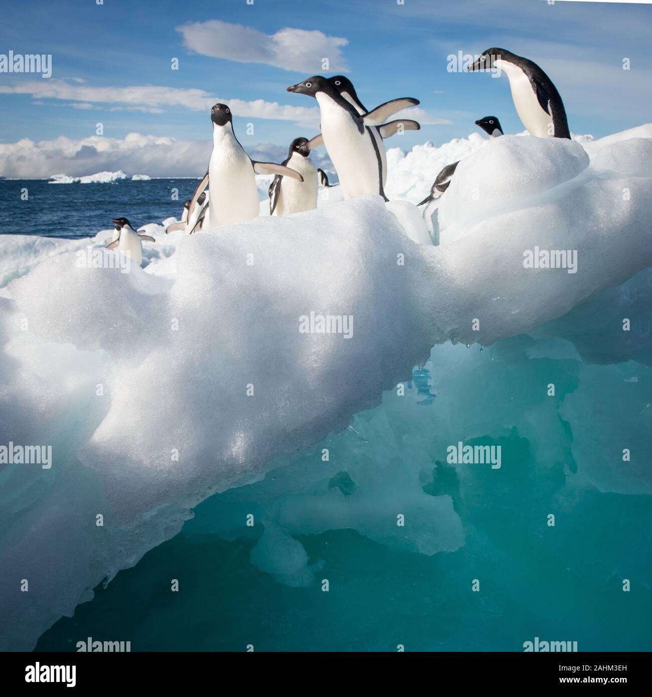 Adele penguin colony hi-res stock photography and images - Alamy