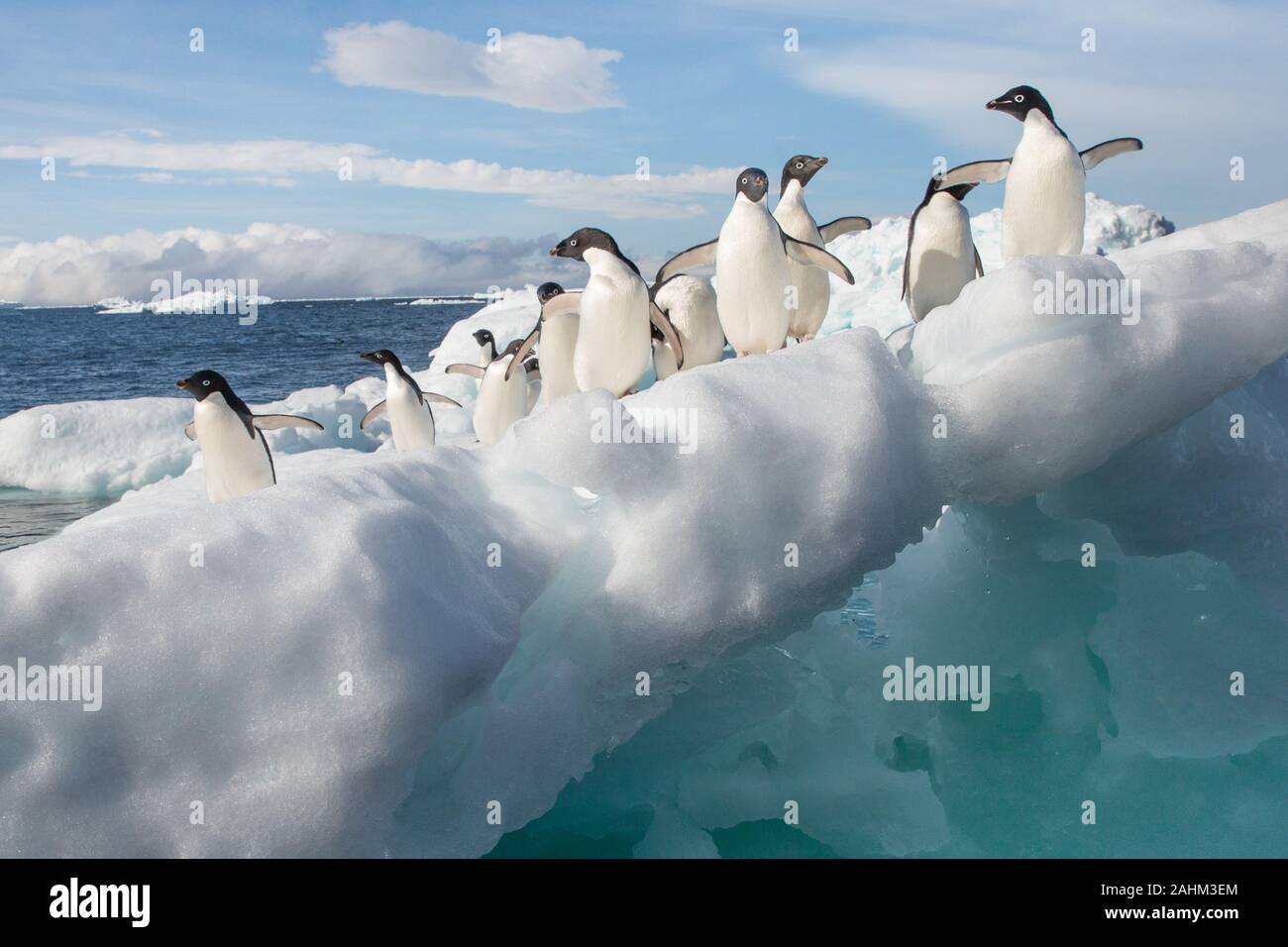 Adele Penguin in Antarctica Stock Photo - Alamy