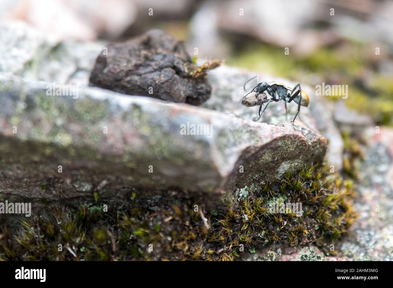 Golden Tailed Spiny Ant High Resolution Stock Photography and Images ...