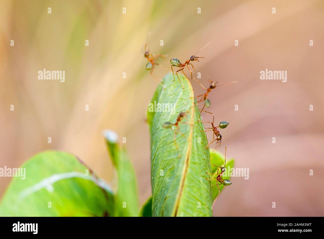 Green ant hi-res stock photography and images - Alamy