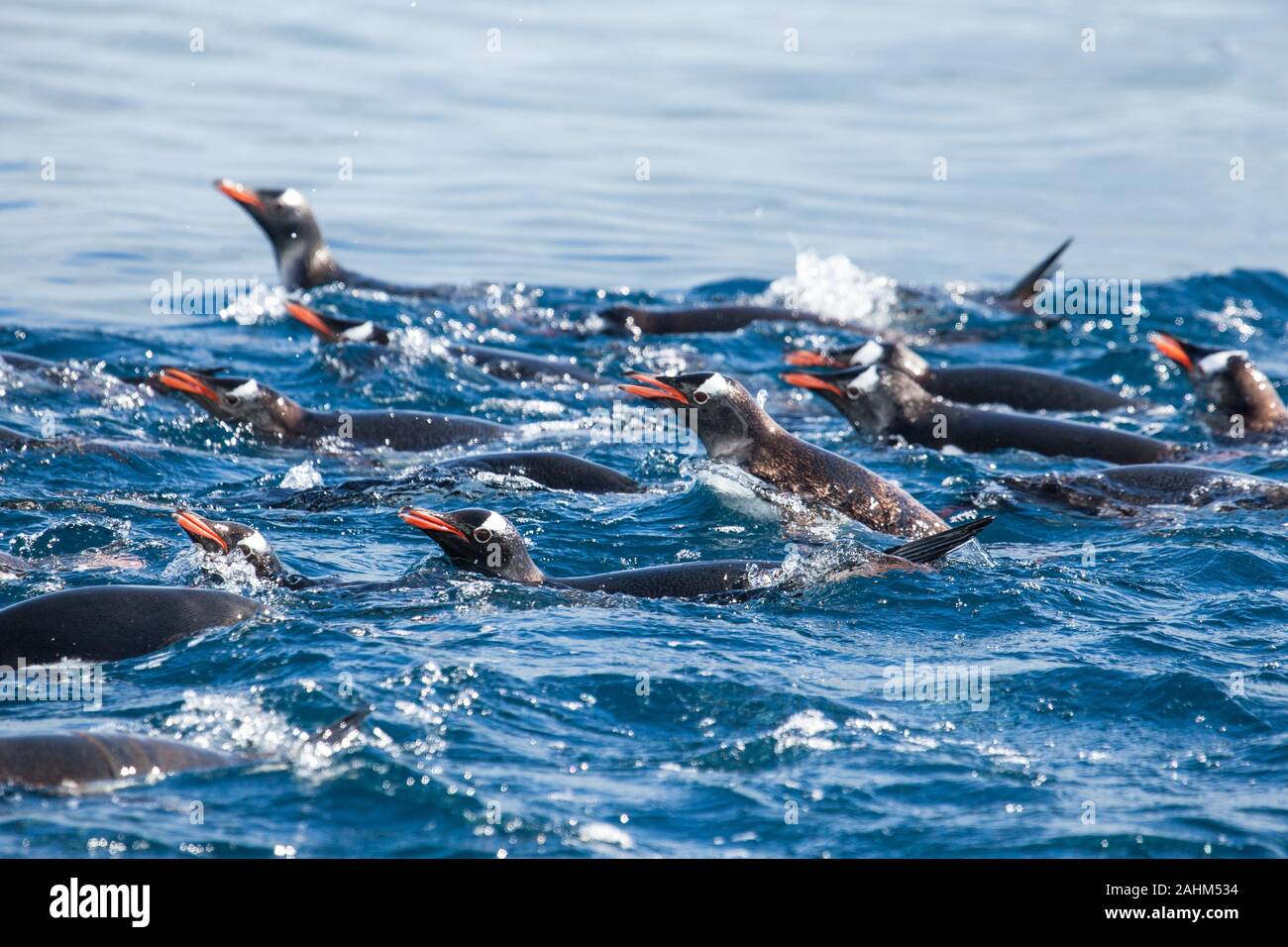 Gentoo penguin in Antarctica Stock Photo - Alamy