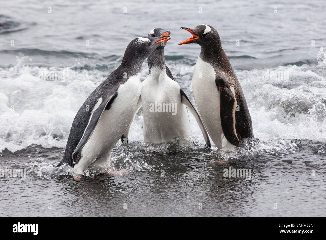 Gentoo penguin in Antarctica Stock Photo - Alamy