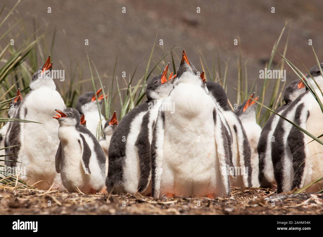 Gentoo penguin in Antarctica Stock Photo - Alamy