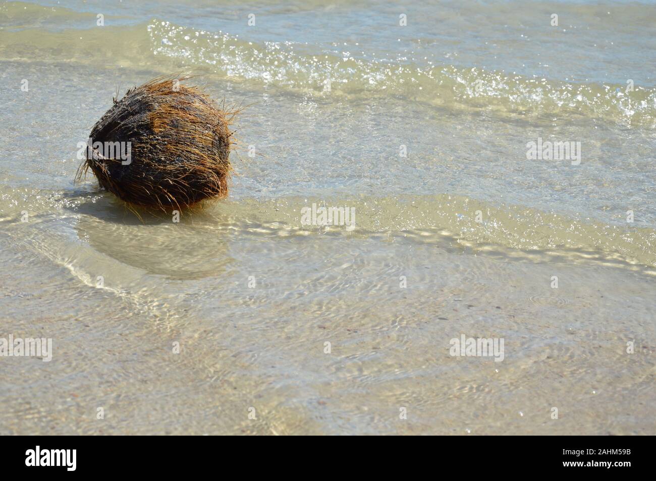 coconut floating to seashore on sunny day Stock Photo - Alamy
