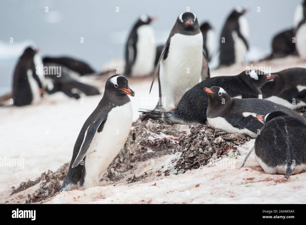 Gentoo penguin in Antarctica Stock Photo - Alamy