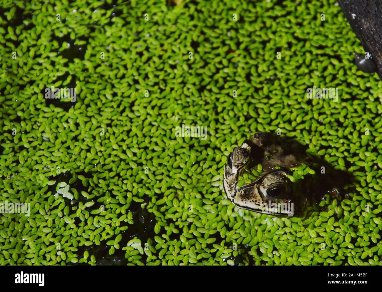 toad floating in water for relaxing on night Stock Photo - Alamy