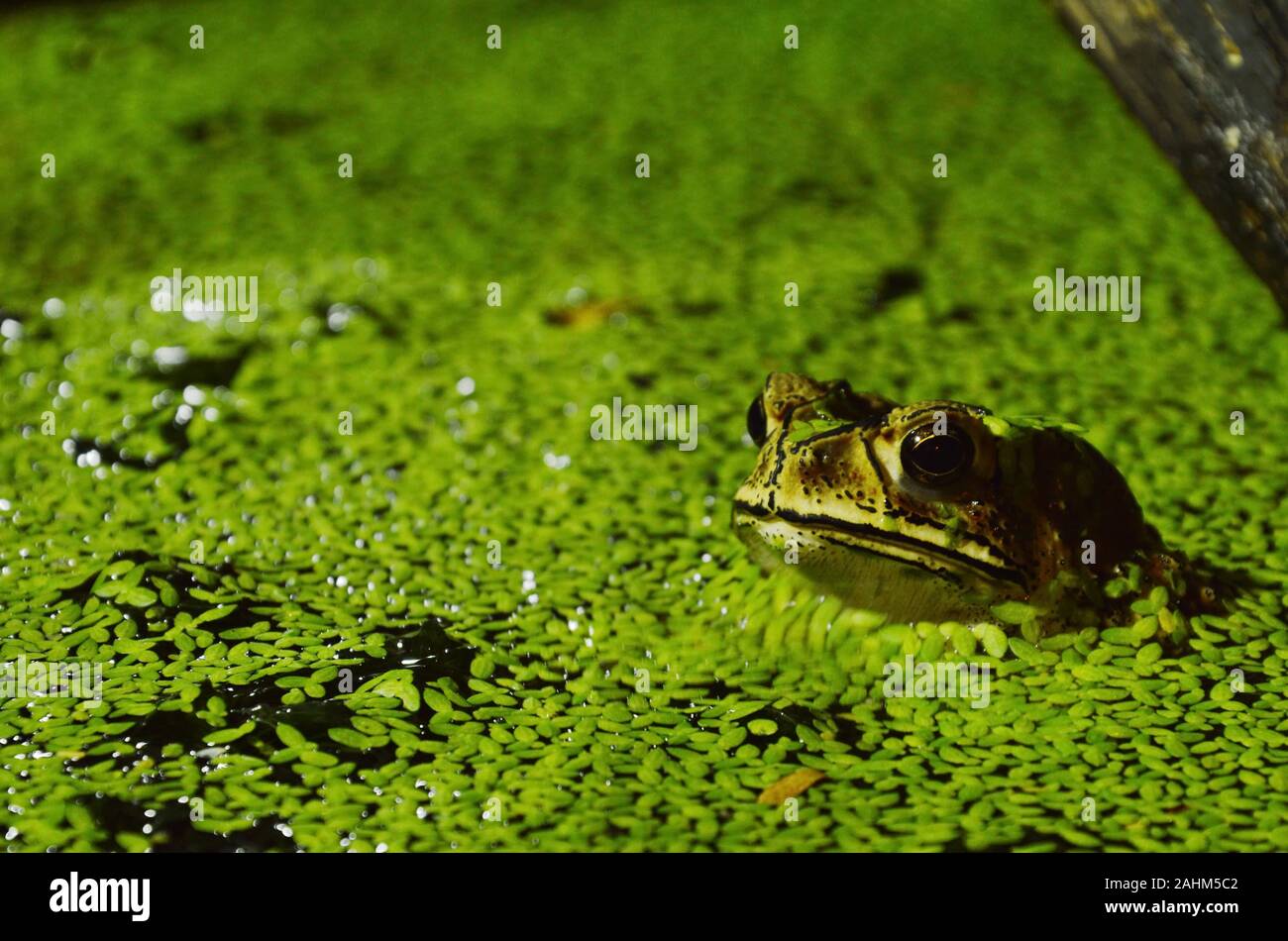 toad floating in water for relaxing on night Stock Photo - Alamy