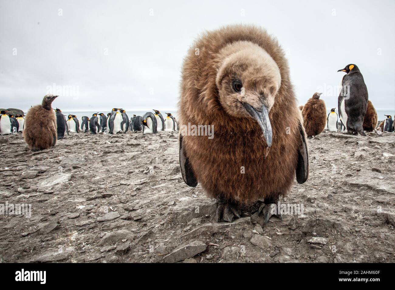King Penguin Chick in South Georgia, Antarctica Stock Photo - Alamy
