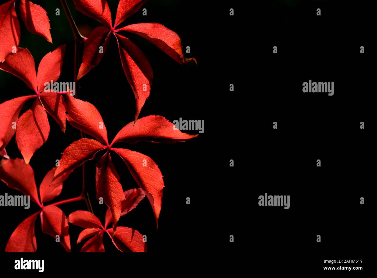 Thanksgiving text against forest hi-res stock photography and images ...