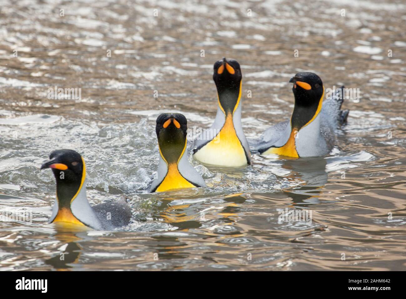 King Penguin swimming in South Georgia, Antarctica Stock Photo - Alamy