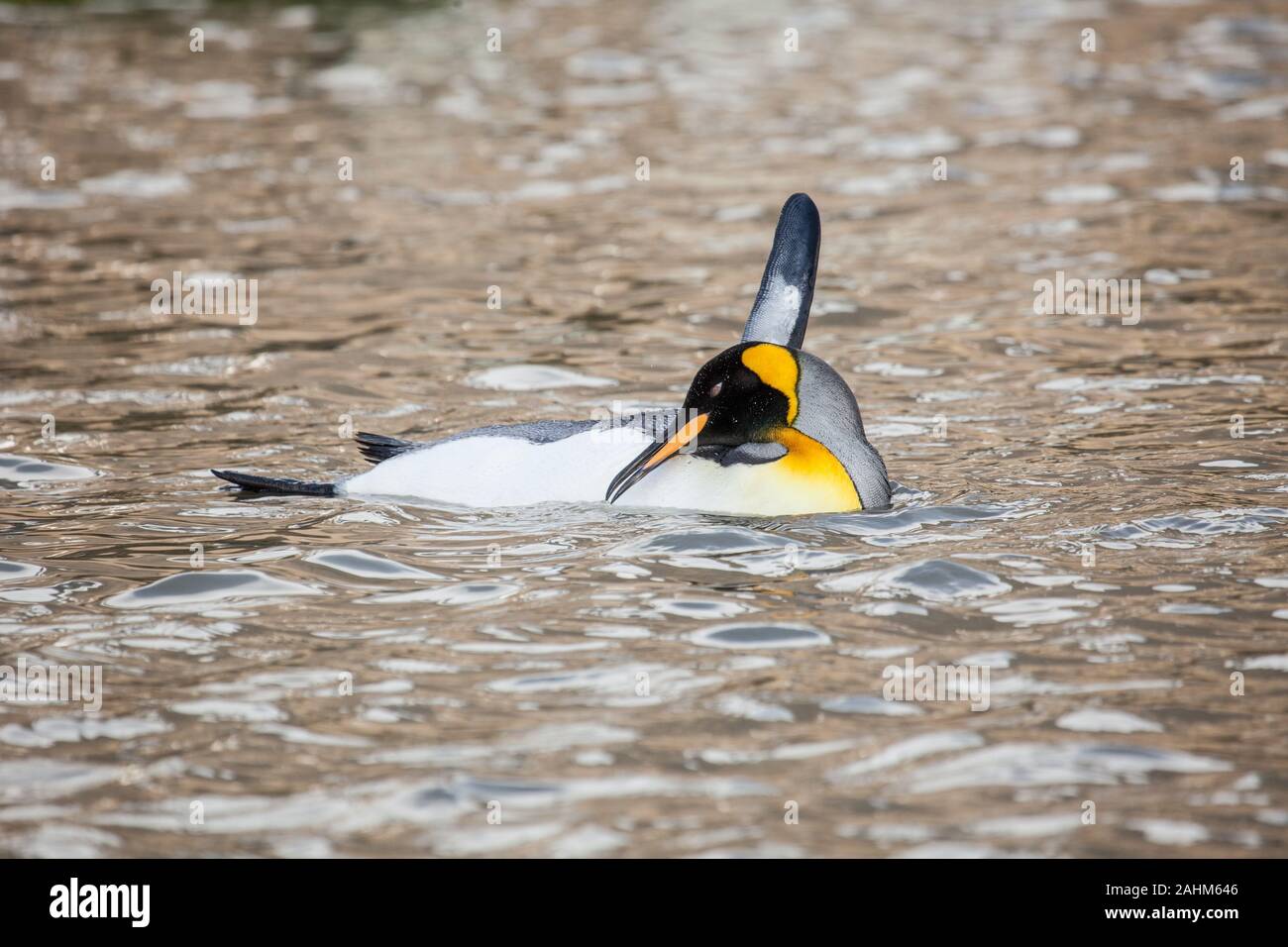 King Penguin swimming in South Georgia, Antarctica Stock Photo - Alamy