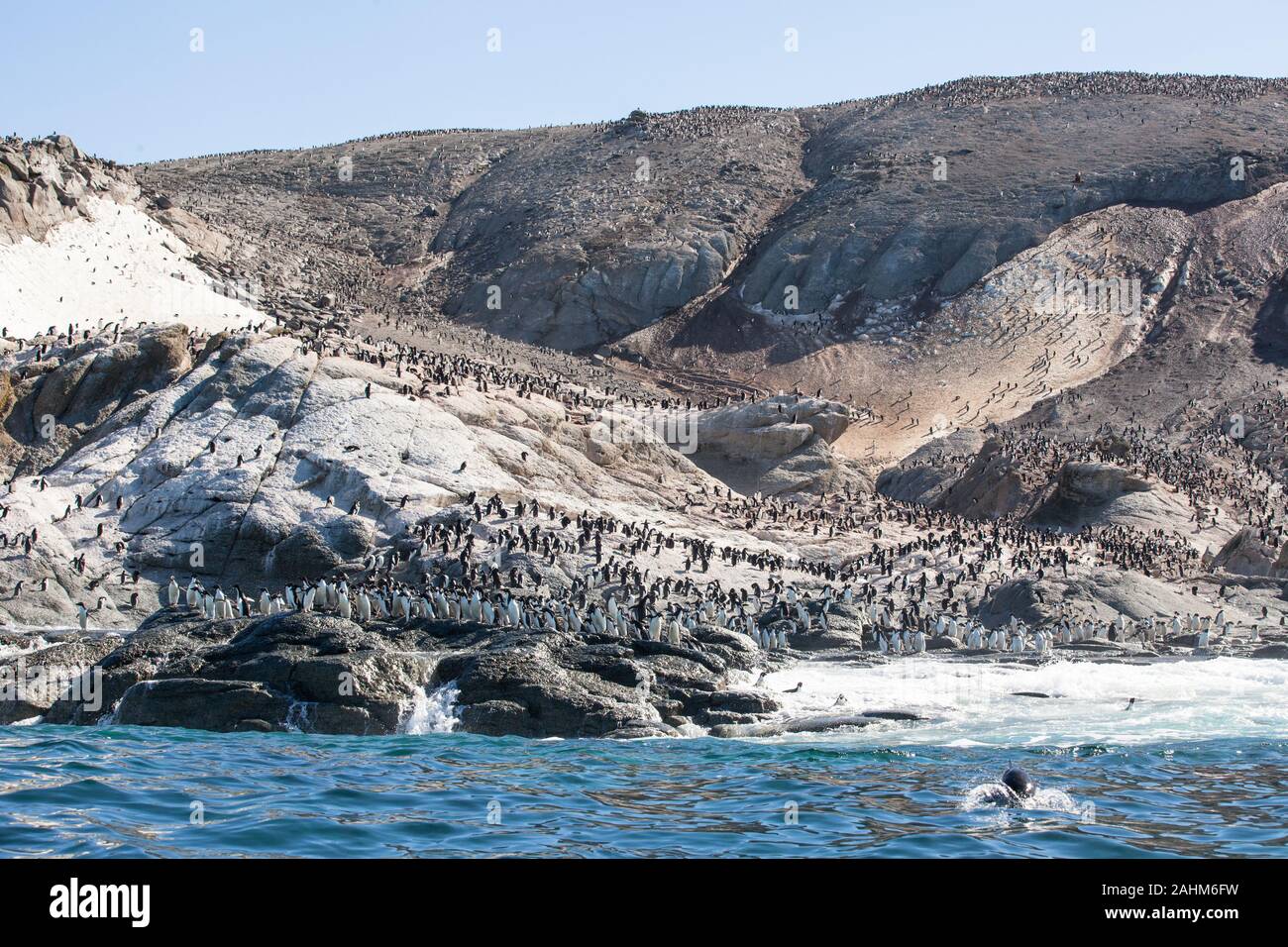 Huge adele penguin colony at the Danger Islands, Antarctica Stock Photo ...