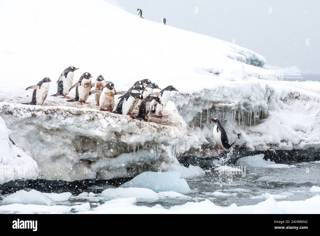 Antarctic neko harbour gentoo hi-res stock photography and images - Alamy