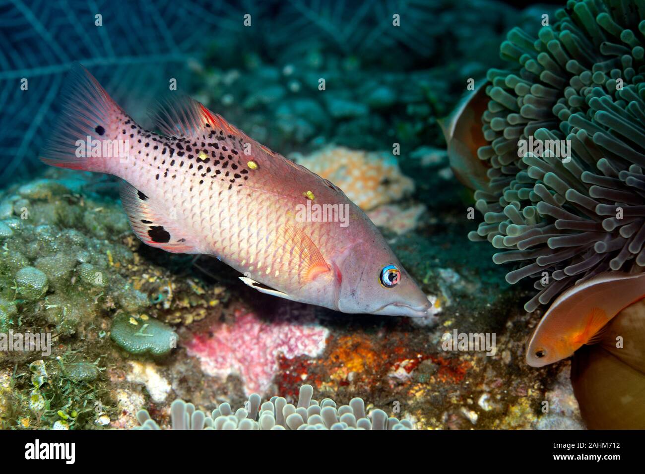 Diana's Hogfish, also known as Diana's Pigfish, Bodianus diana. Tulamben, Bali, Indonesia. Bali ...