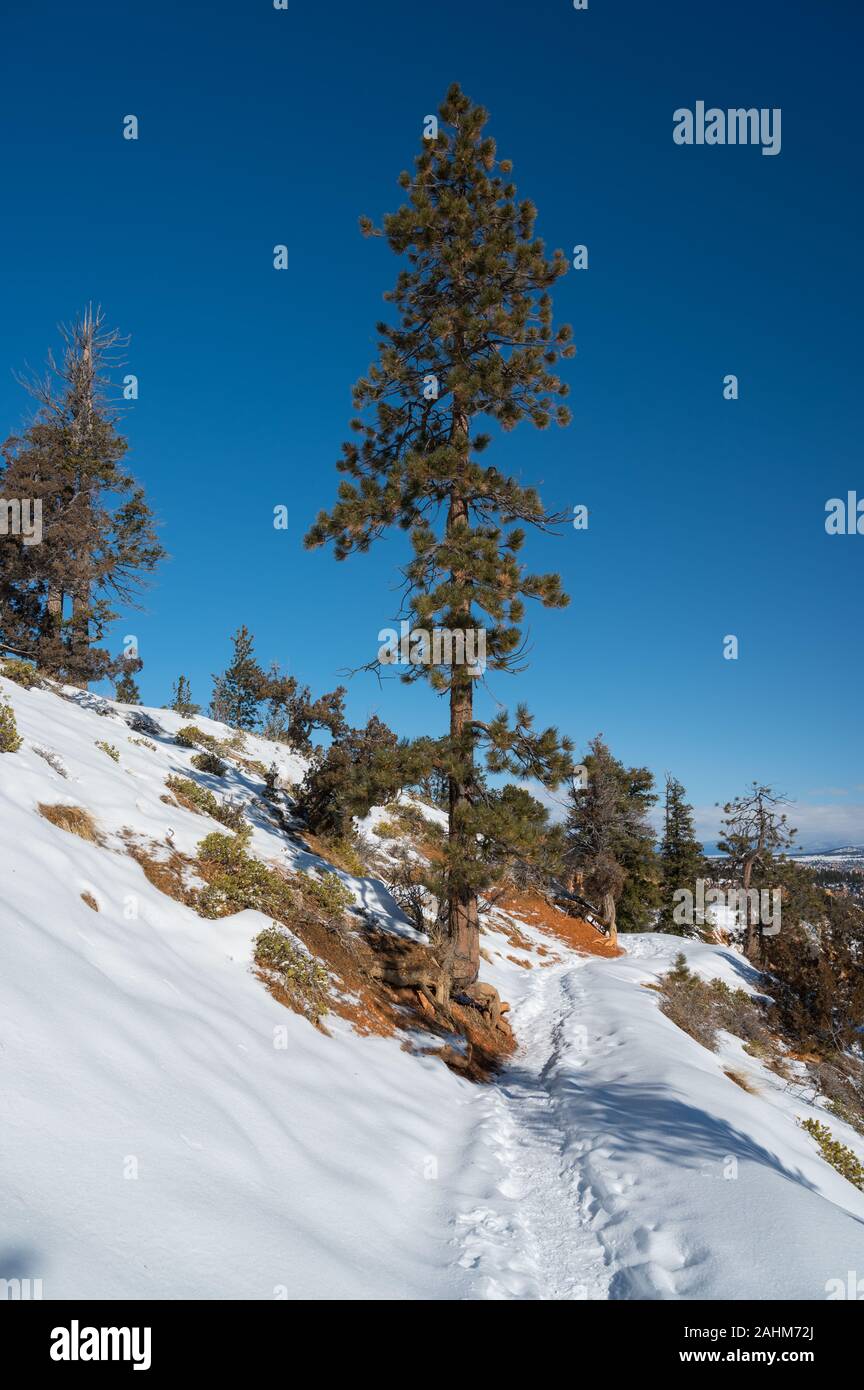 Tree in winter snow landscape on the Rim Walk trail in Bryce Canyon ...