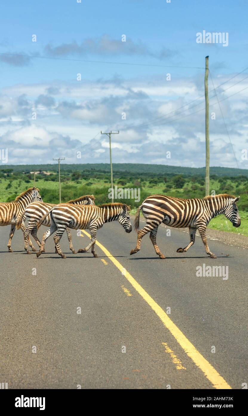 A herd of plains zebra (equus quagga) crossing a tarmac road, Kenya ...