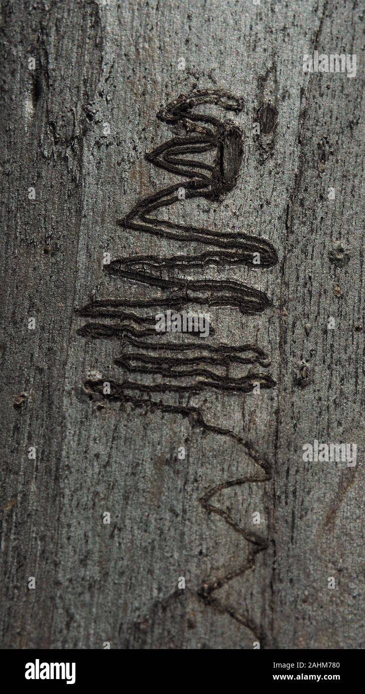 Moth larva tracks hi-res stock photography and images - Alamy