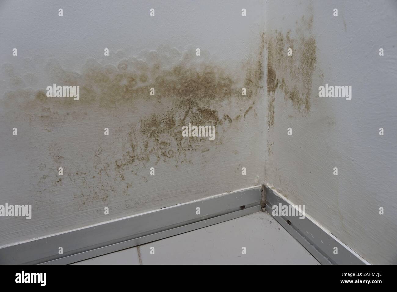 Mold moldy mold hi-res stock photography and images - Alamy